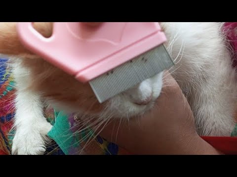 Cat fleas Removal with comb hundred fleas of comb #flea #catcare # ...