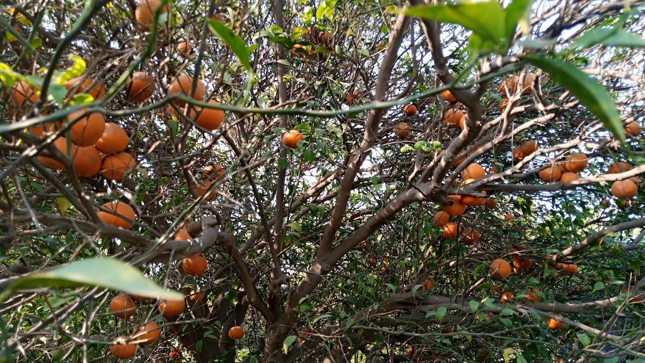 visit of orange form - YouTube