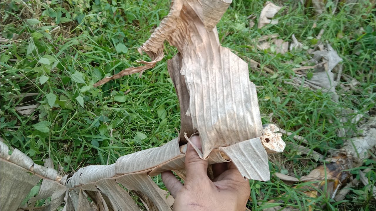 pag kumuha ng dahon ng saging wag itapon ang banana midribs isama sa ...
