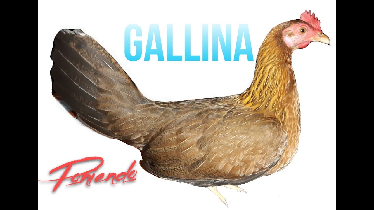 Empiezan a Poner las Gallinitas Finas - YouTube