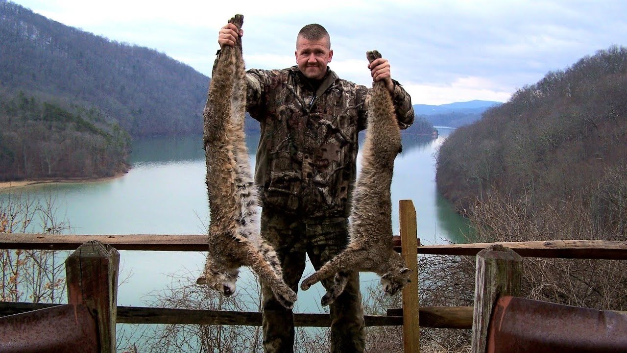 Catching Blue Ridge Bobcats - Part 1 So it Begins - YouTube
