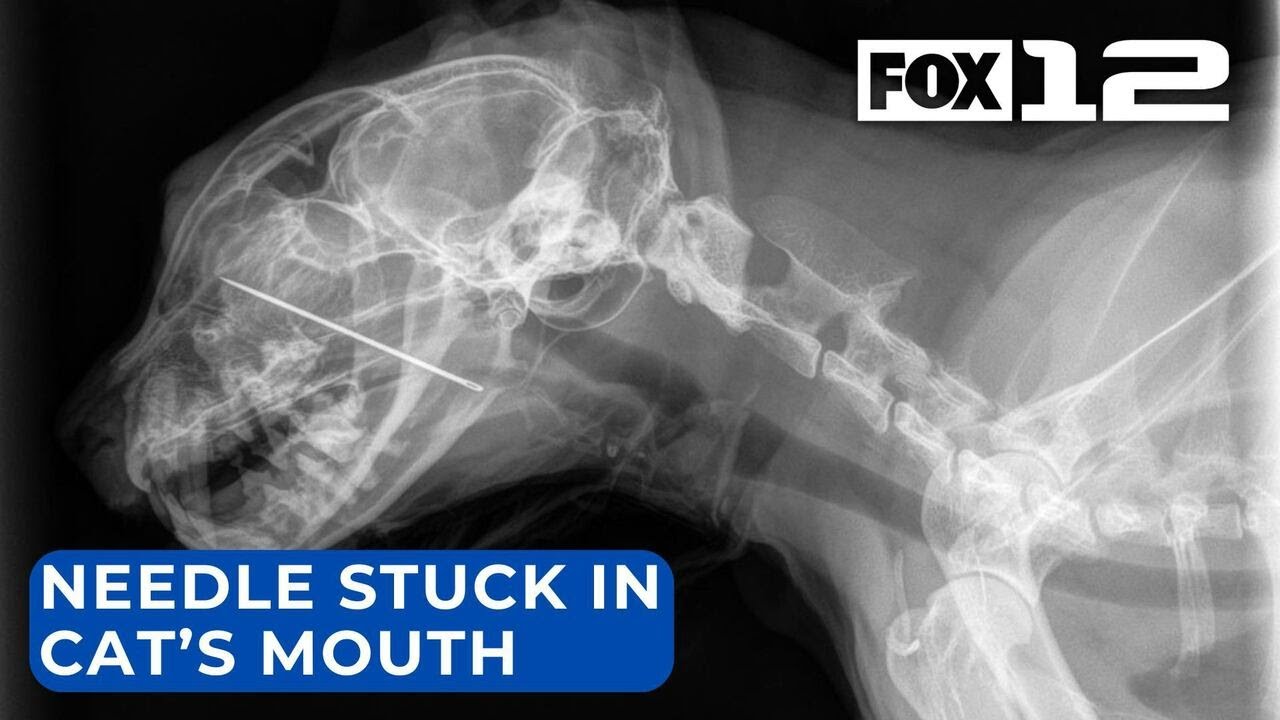 Portland veterinarians remove sewing needle stuck in cat’s mouth - YouTube