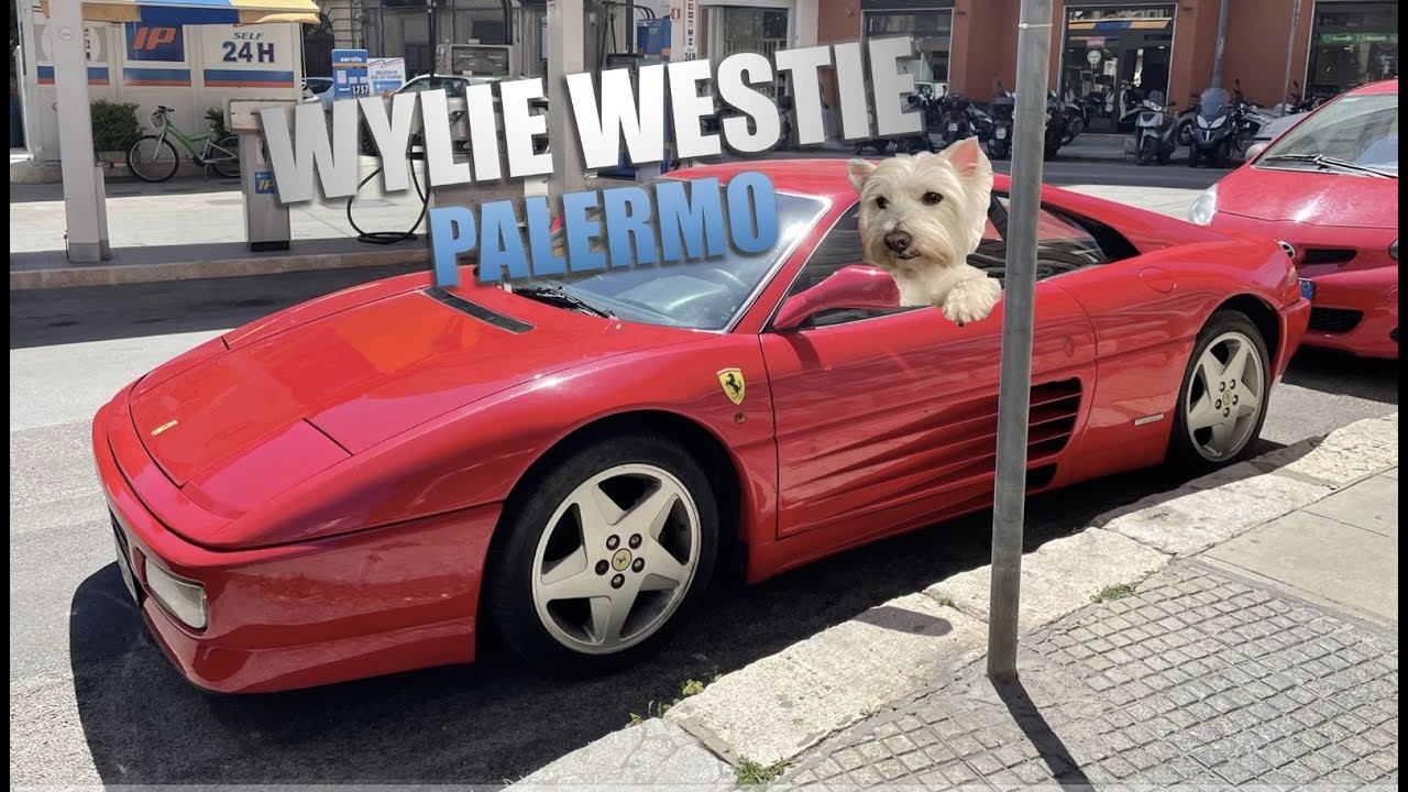 FERRARI TESATAROSSA SIGHTSEEING IN PALERMO WITH A DOG : DOG FRIENDLY ...
