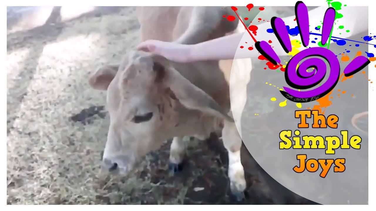 Talking Cow - YouTube