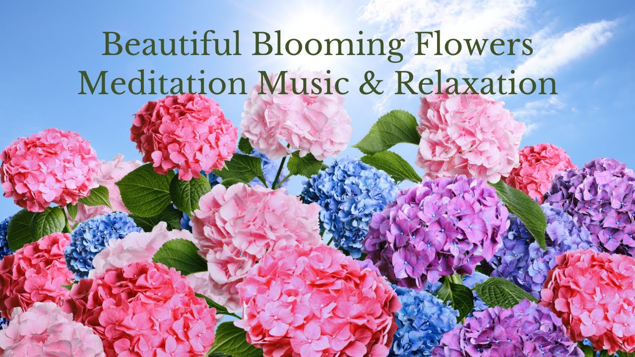 🌷🌹Beautiful Blooming Flowers Meditation Music & Relaxation, Healing ...