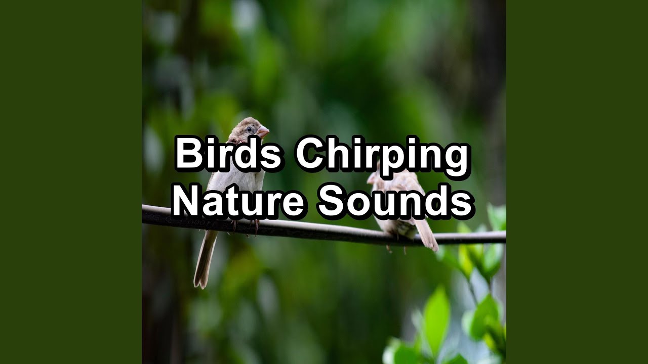 Rest Bird Sounds Ambience Sounds Relaxing and Calming - YouTube