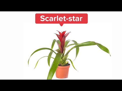 Protection, a gift from the gods--Scarlet-star