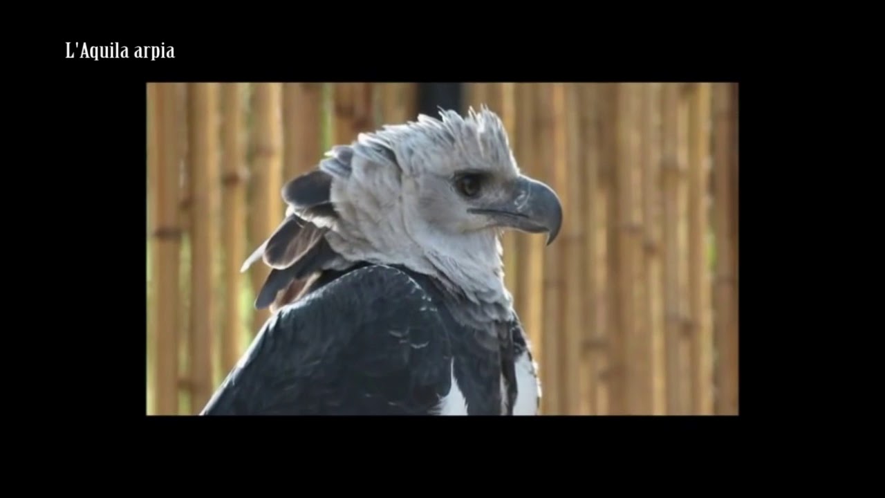 L'Aquila arpia - YouTube