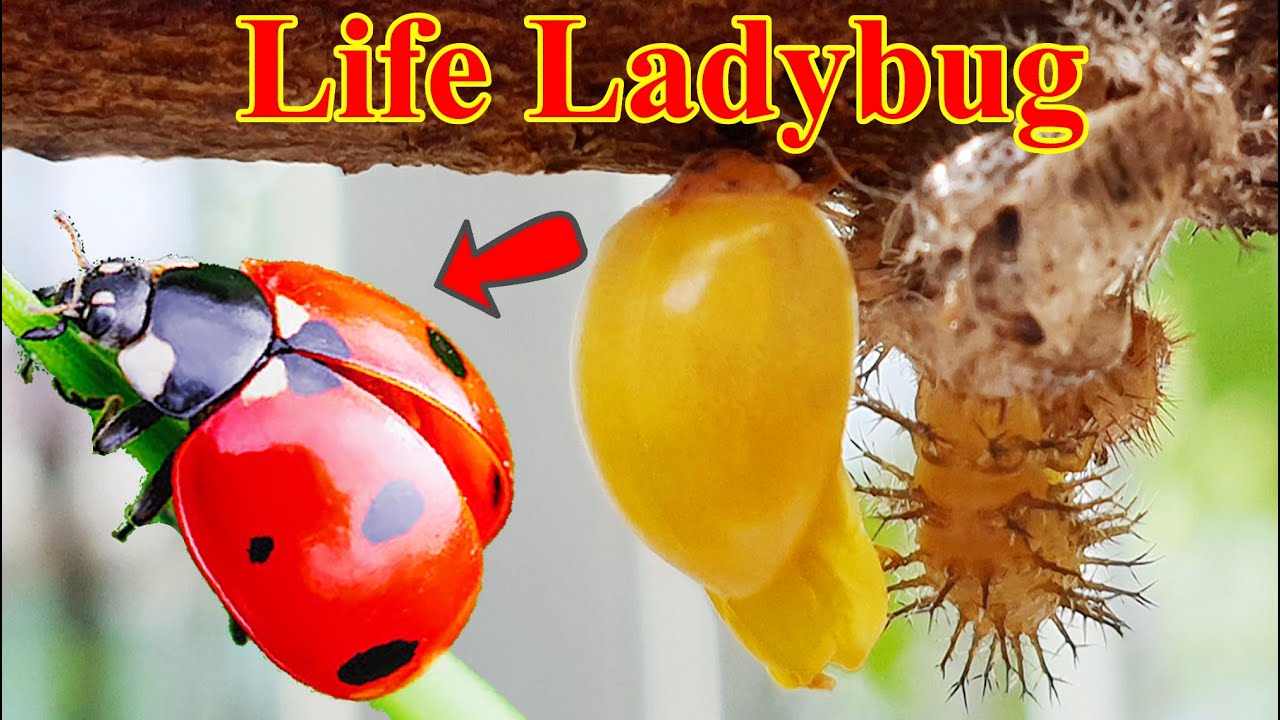The Stunning Life Cycle Of A Ladybirds 🐞 ladybug 🐞 แมลงเต่าทอง - YouTube