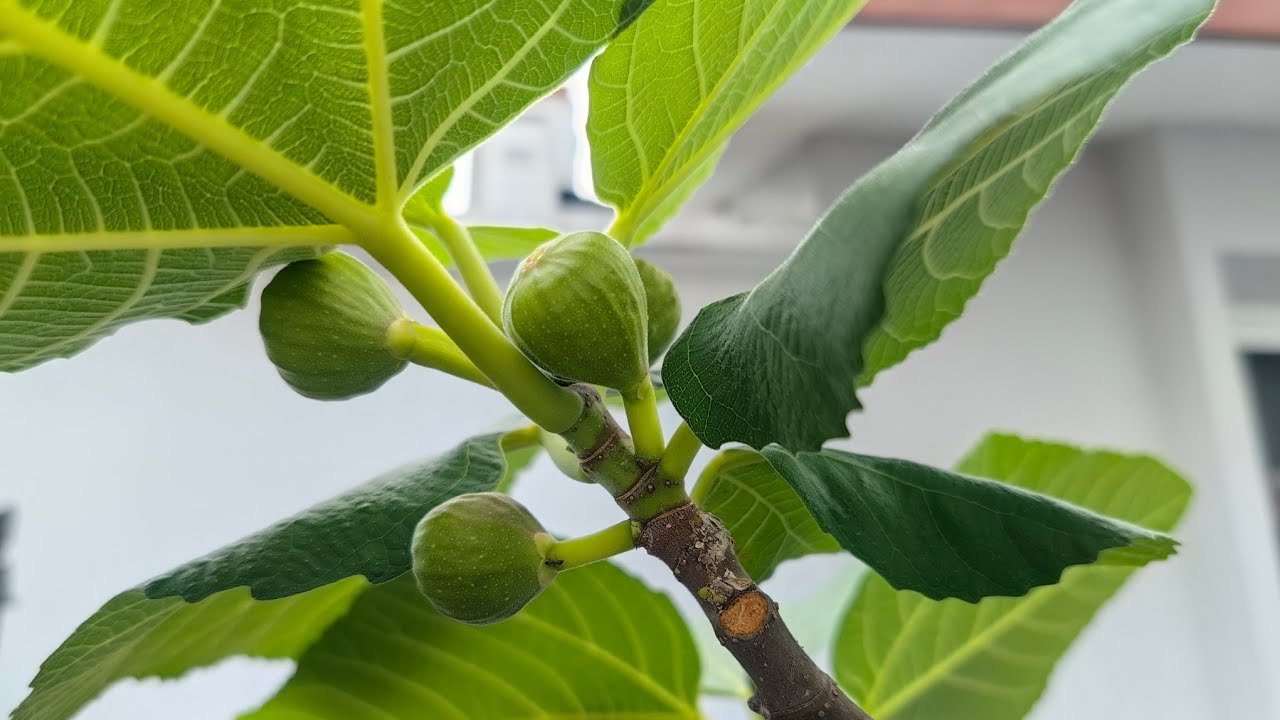 Progress of Iraqi fig tree. 28th Sept 2023 - YouTube