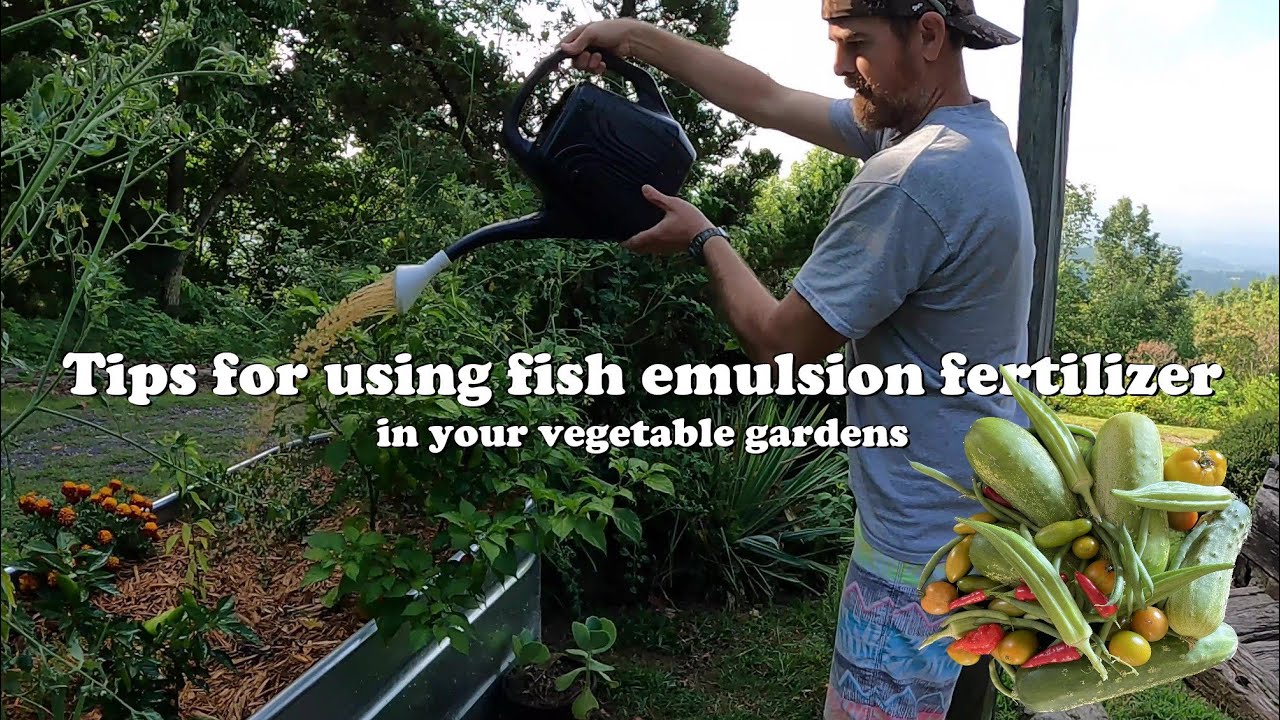 Tips for using fish emulsion fertilizer in your vegetable gardens - YouTube