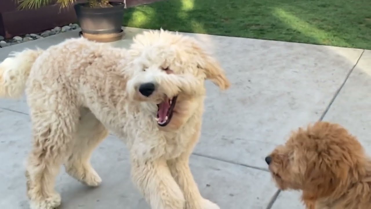 Goldendoodles look scary in slow mo - YouTube