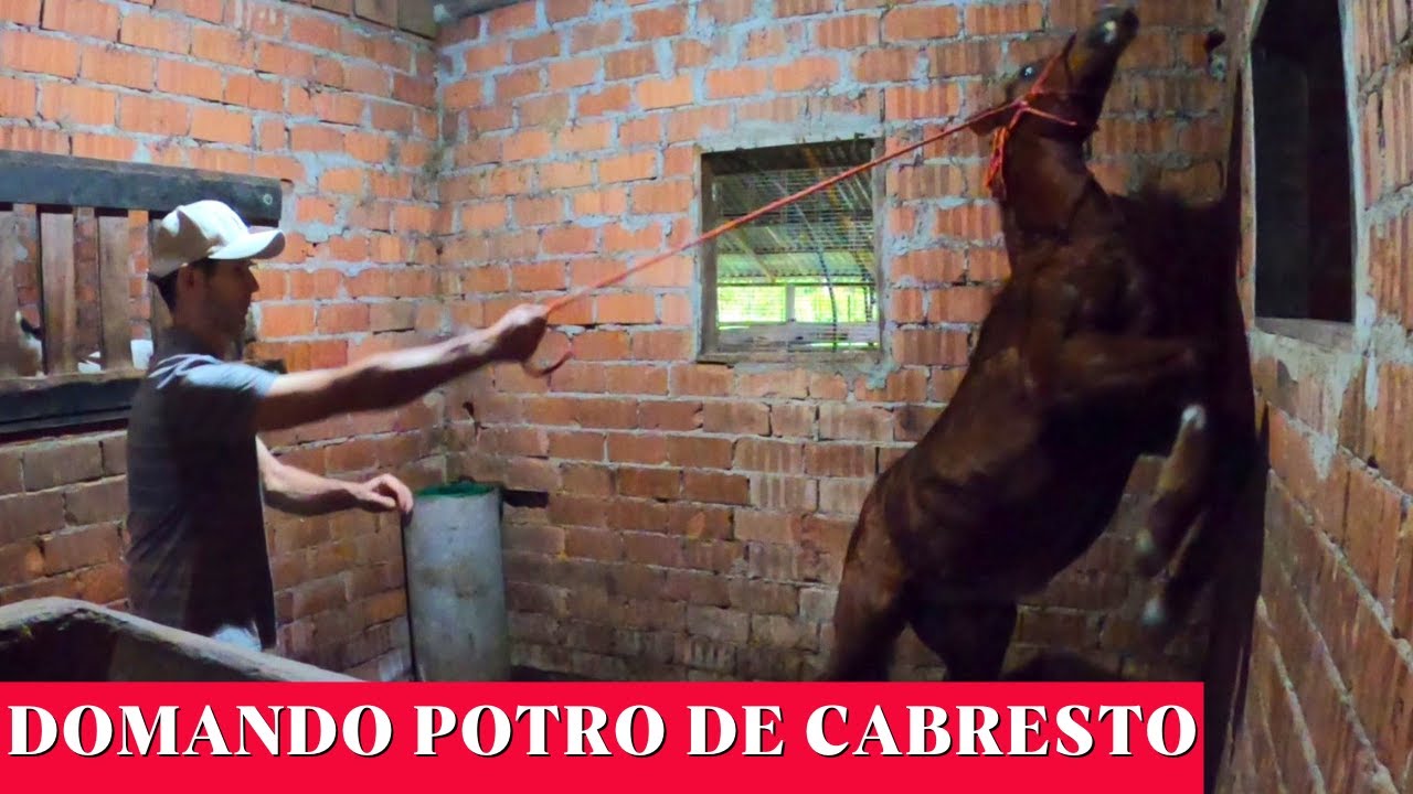 COMO AMANSAR DE CABRESTO UM POTRO - YouTube