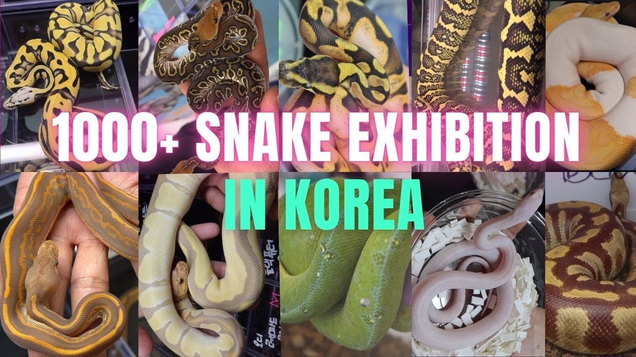 국내 유일 애완 뱀 박람회! | Korea's SNAKE ONLY Exhibition! | SNAKE DAY | 스네이크데이 ...