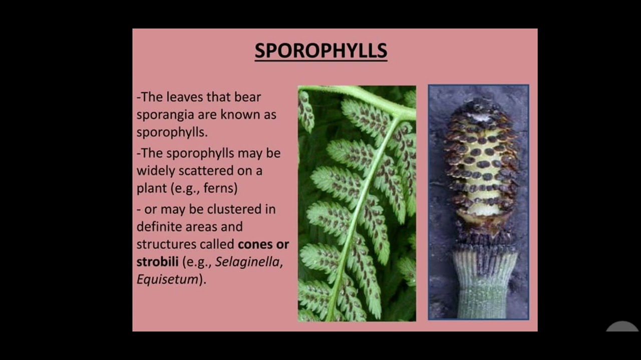 General Characters of Pteridophytes #pteridophytes #botany #biology # ...