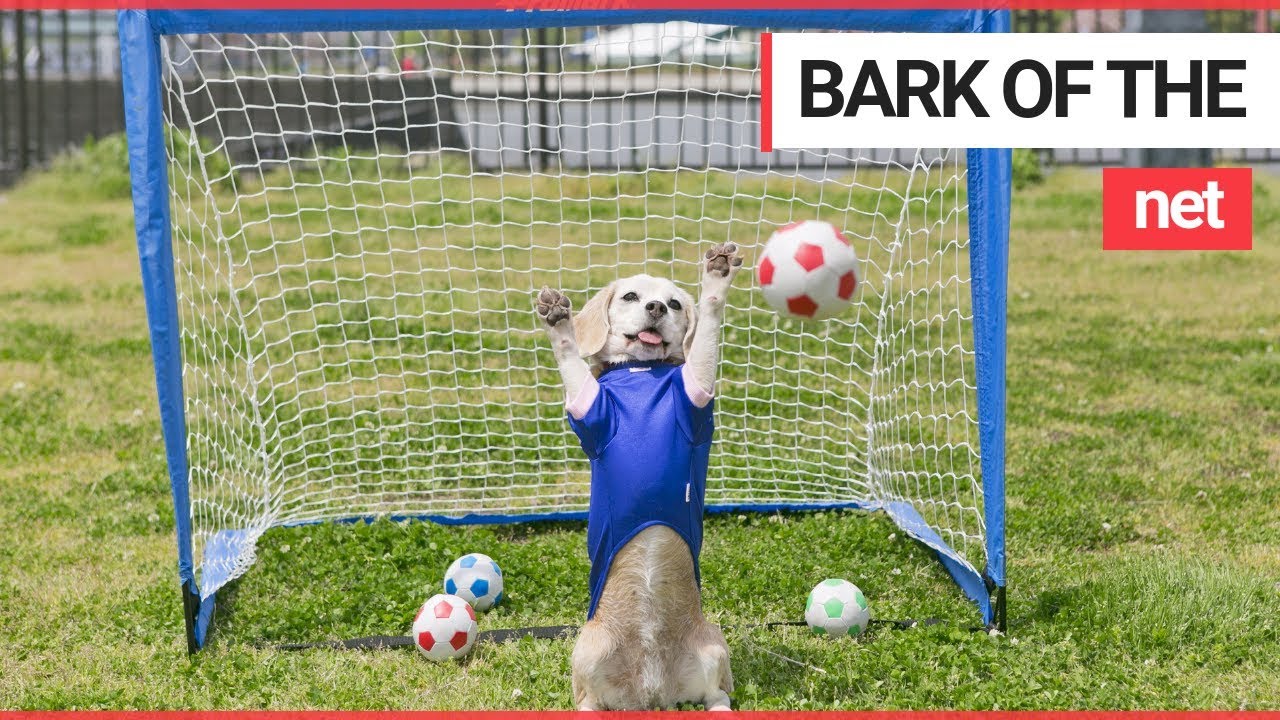 Talented dog with INCREDIBLE goalkeeping skills! | SWNS TV - YouTube
