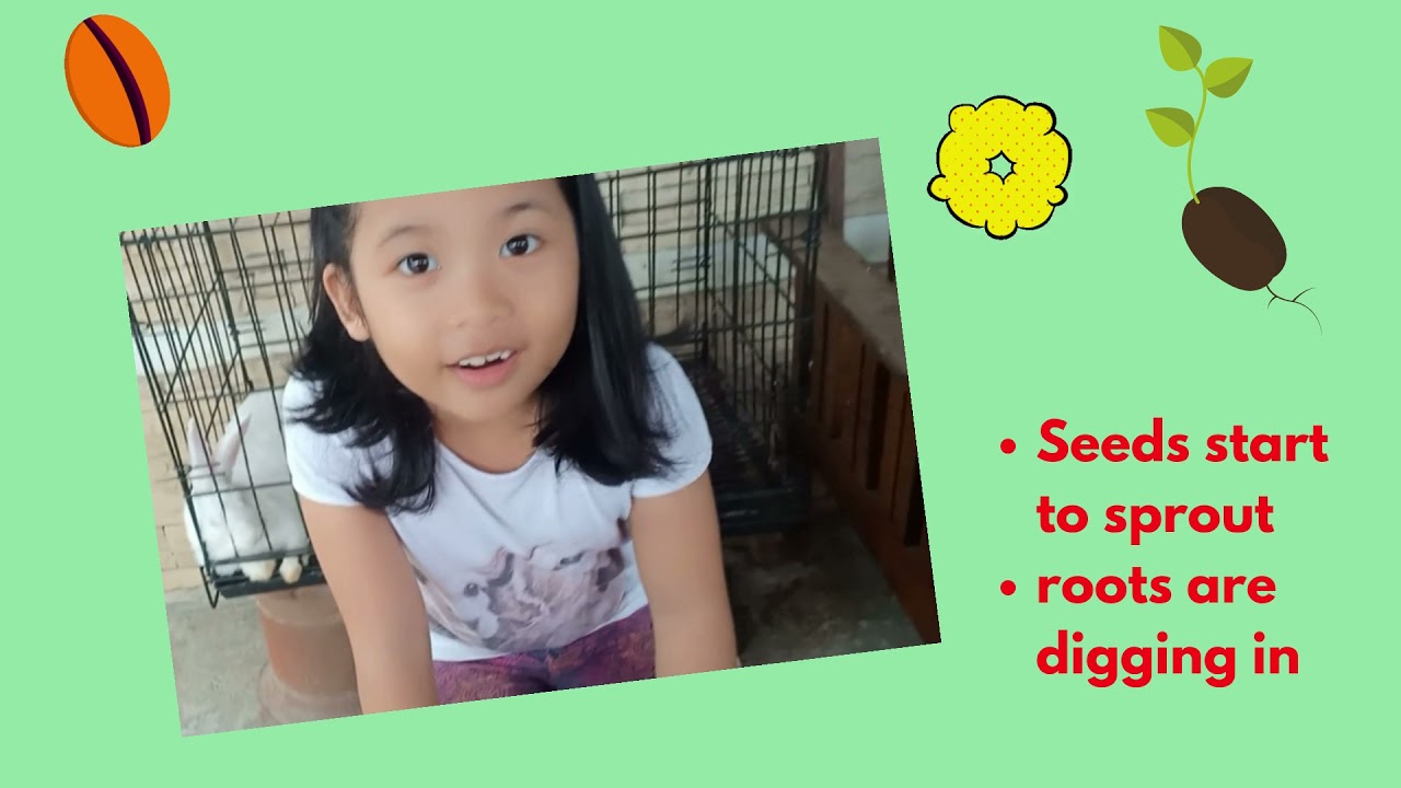 Plant Life Cycle: Monggo Seeds Experiment - YouTube