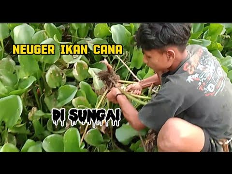 neuger ikan cana di sungai auto melipah 😱 - YouTube