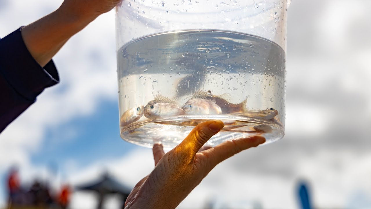 Snapper Guardians 2023 - Releasing THOUSANDS of juvenile pink snapper ...