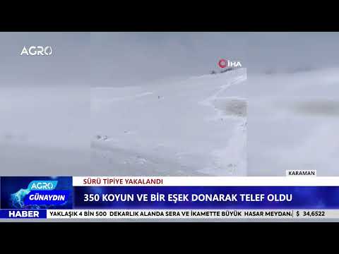 350 Koyun Bir Eşek Donarak Telef Oldu! İşte Korku Filmi Gibi Görüntüler / AGRO TV HABER