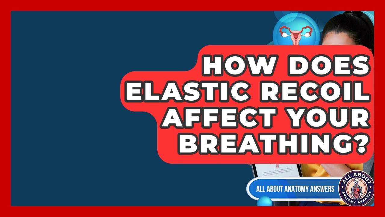 How Does Elastic Recoil Affect Your Breathing? - All About Anatomy ...