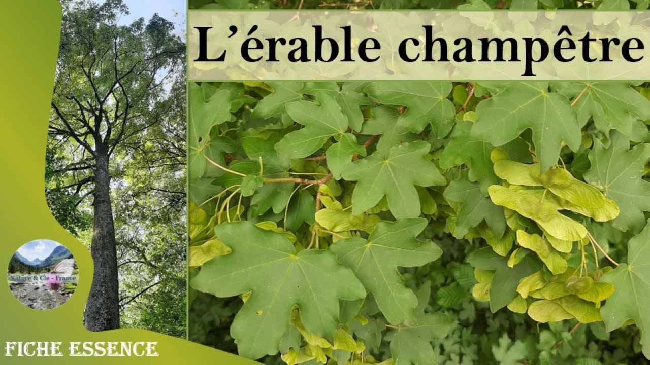 L'érable champêtre (Acer campestre) : reconnaître cet érable très ...