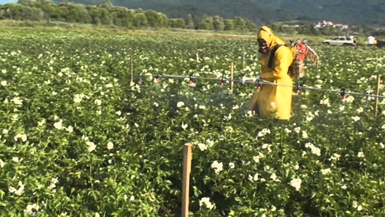 Spraying potato crop with Azo compressed air sprayer HD (29/6/2011 ...