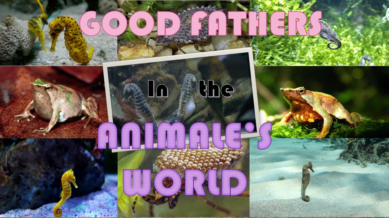THE GOOD FATHERS IN THE ANIMAL'S WORLD - YouTube
