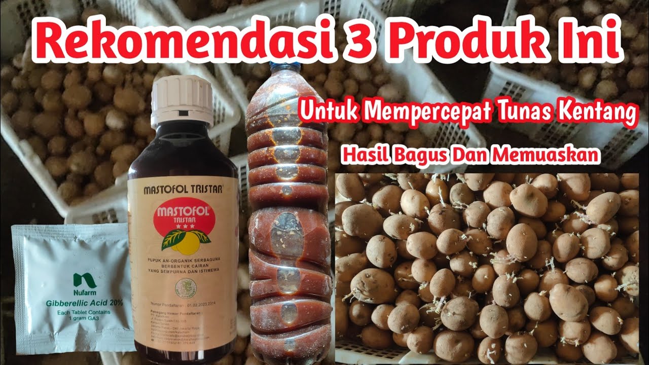 Mempercepat tunas kentang. Rekomendasi - YouTube