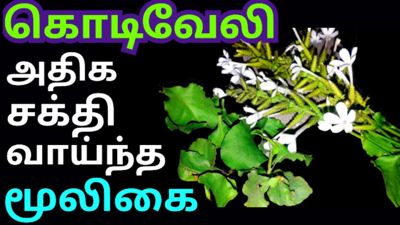 கொடிவேலி(சித்திரமூலம்) மூலிகை பயன்கள்| kodiveli mooligai benefits in ...