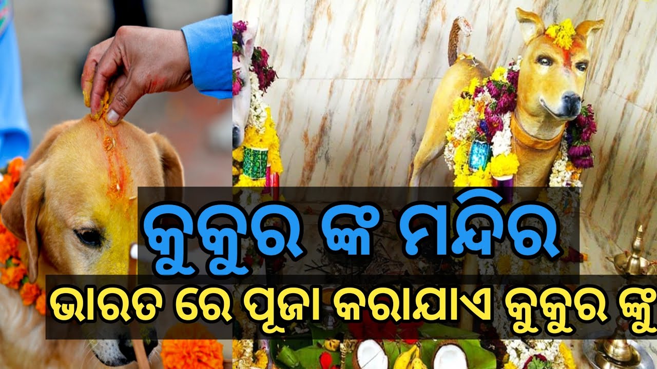 Do you know about the Channapatna Dog Temple in Karnataka? ଭାରତ ରେ ...