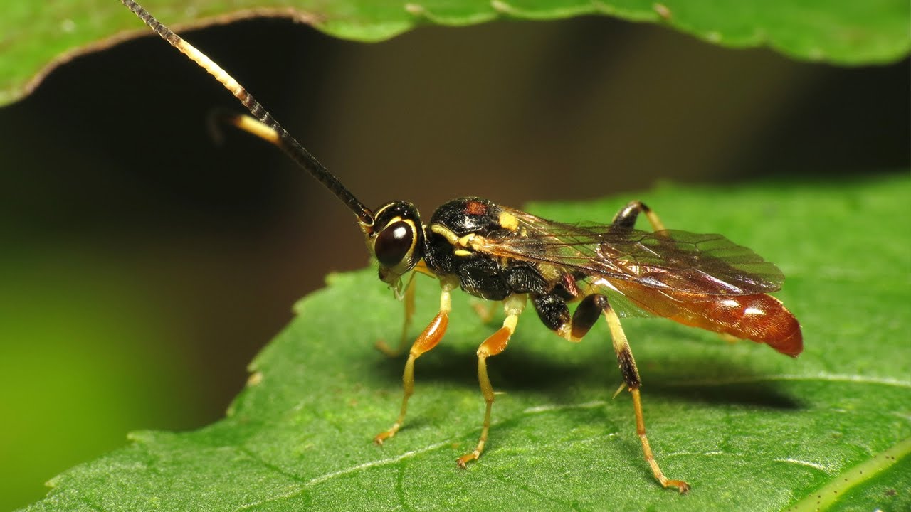 Close-Up Video Of Dragonfly On Dried Leaves - Wasp on a Green Leaf ...