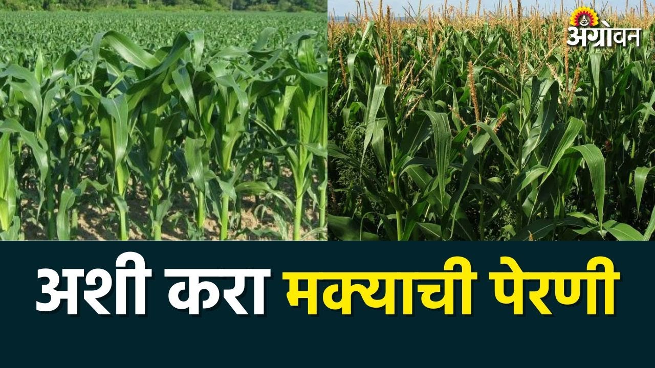 Maize Cultivation : रबी मका लागवड तंत्र आणि सुधारित जाती |Agrowon - YouTube