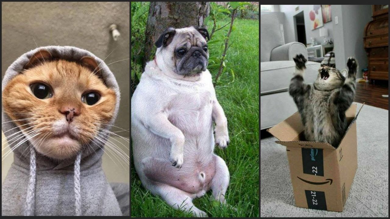 😂 Funniest & Cutest Animals Ever 😹 - Animal Videos: TikTok Funny Dogs ...