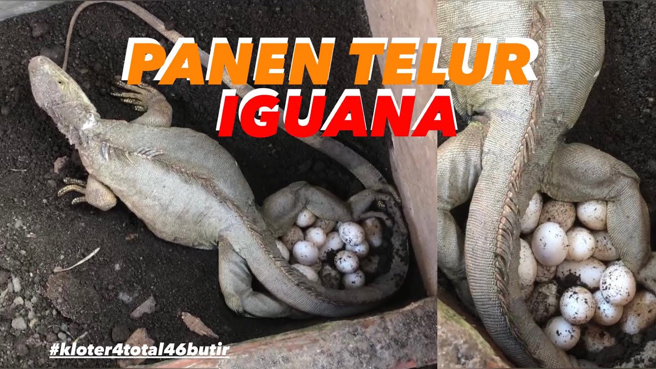 PANEN TELUR IGUANA‼️💯TERNAK IGUANA INDONESIA - YouTube