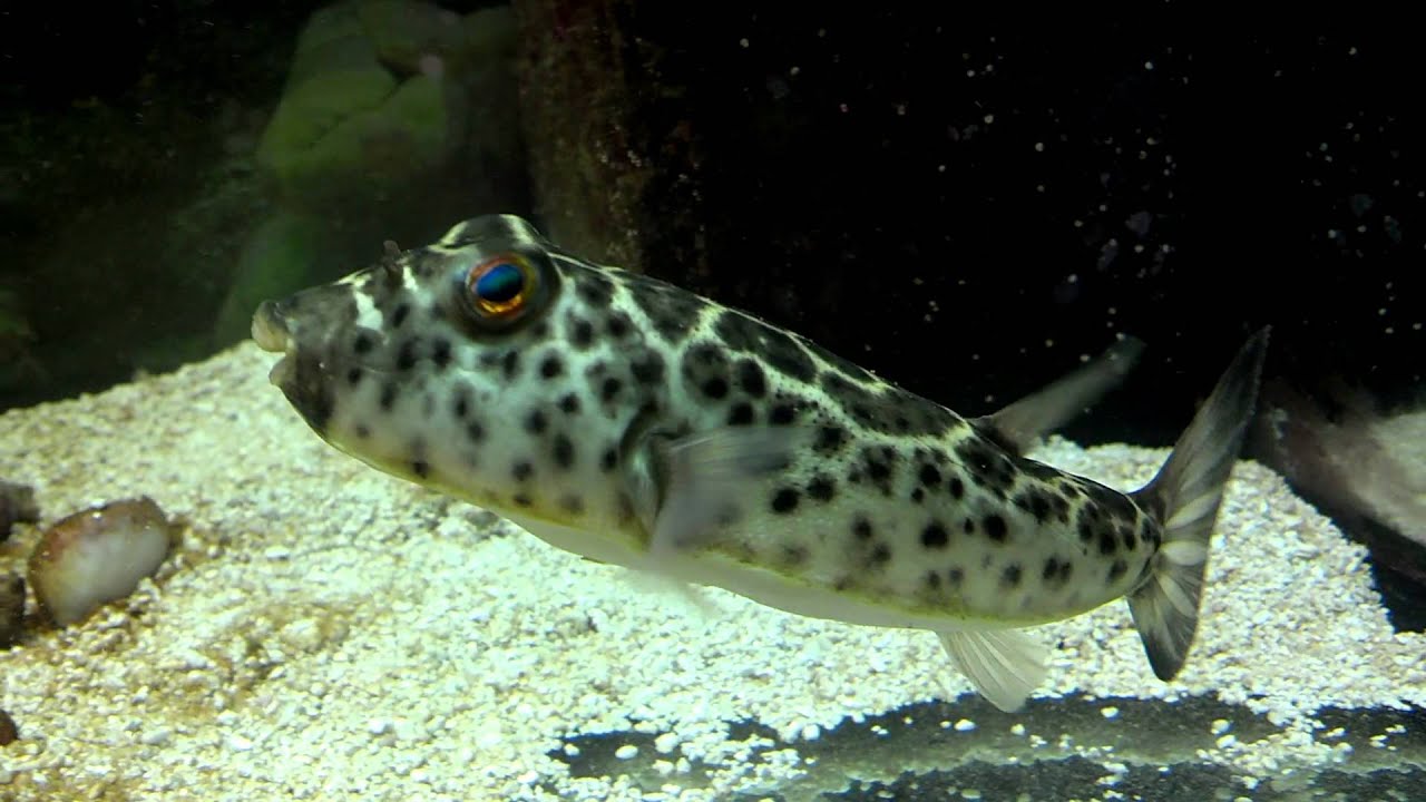 Checkered puffer feels disturbed. - YouTube