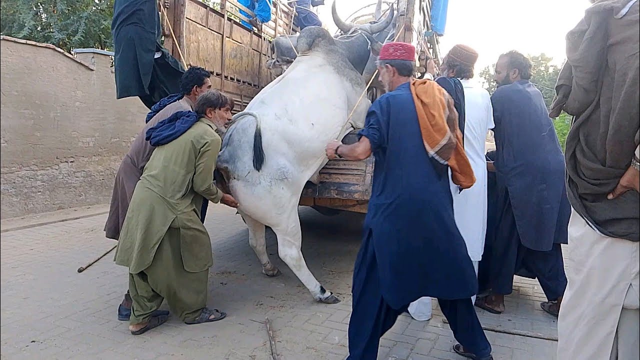 Forcibly loading the stubborn Bull into the vehicle.. - YouTube