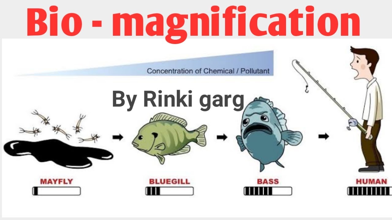 Bio - magnification with examples by Rinki garg - YouTube