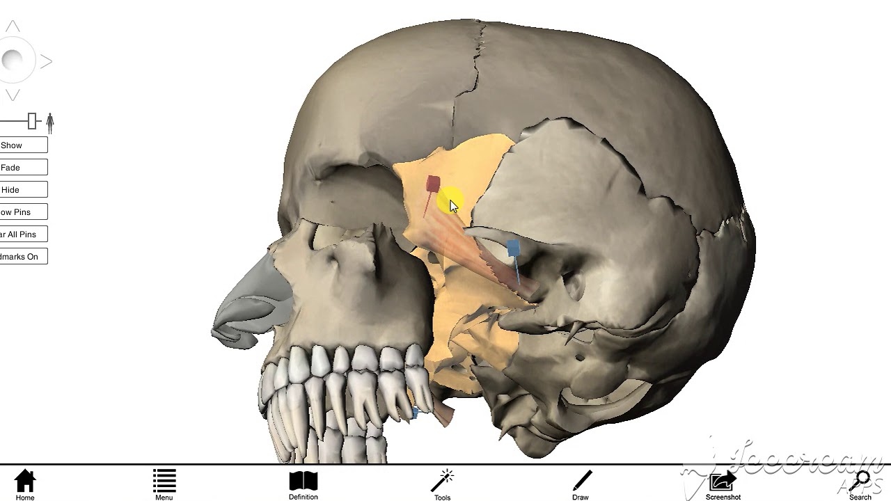 Lateral pterygoid muscle 2 - YouTube