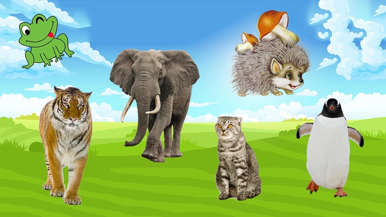 Cute Animals Moments: Giraffe, Duck, Zebra, Chicken, Pig, Sheep, Horse ...