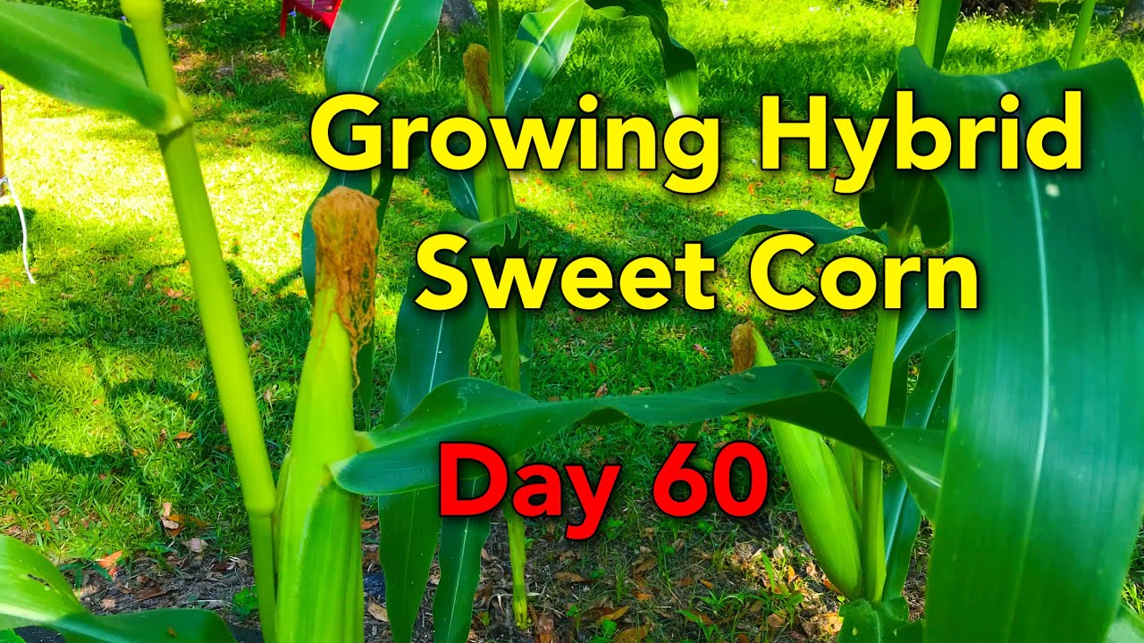 Growing Hybrid Sweet Corn | Day 60 - YouTube