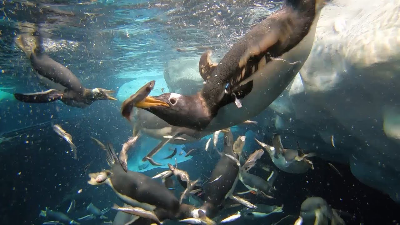 Penguin's environmental enrichment - YouTube