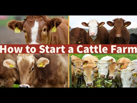 How To Start A Cattle Farm - YouTube