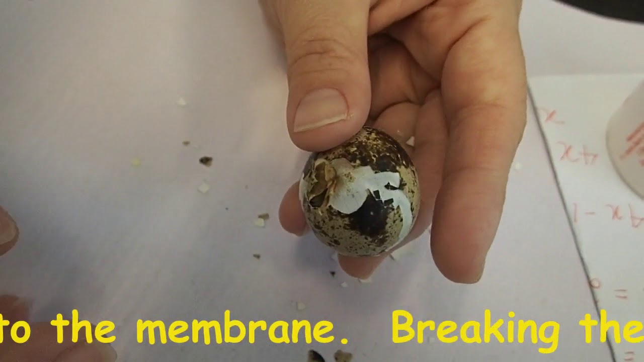 How to assist-hatch a quail egg-Part 1 - YouTube