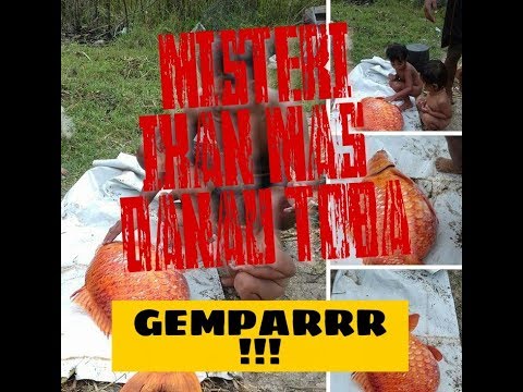 Penangkapan Ikan Mas Di Danau Toba BERAKIBAT FATAL! | kejadian Nyata