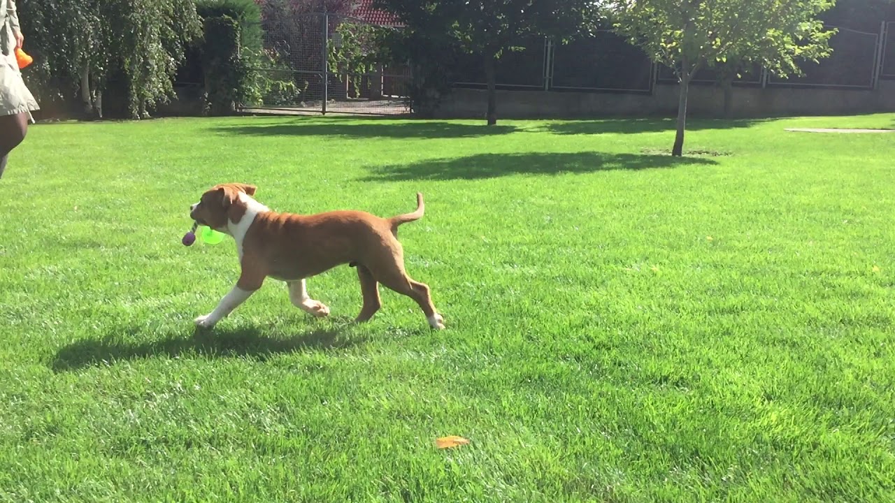 Eldorado the American Staffordshire Terrier for sale by Euro Puppy ...