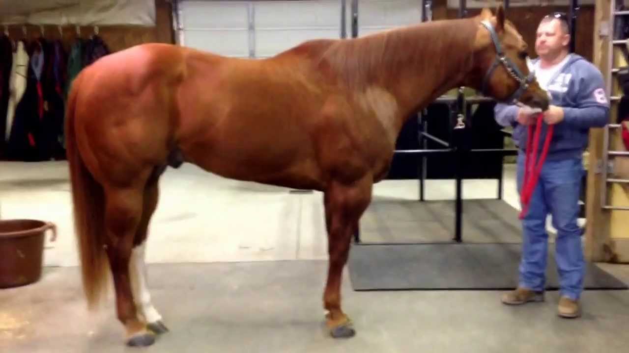 Saint Telusive AQHA/APHA halter stallion at 12 years old with zero ...