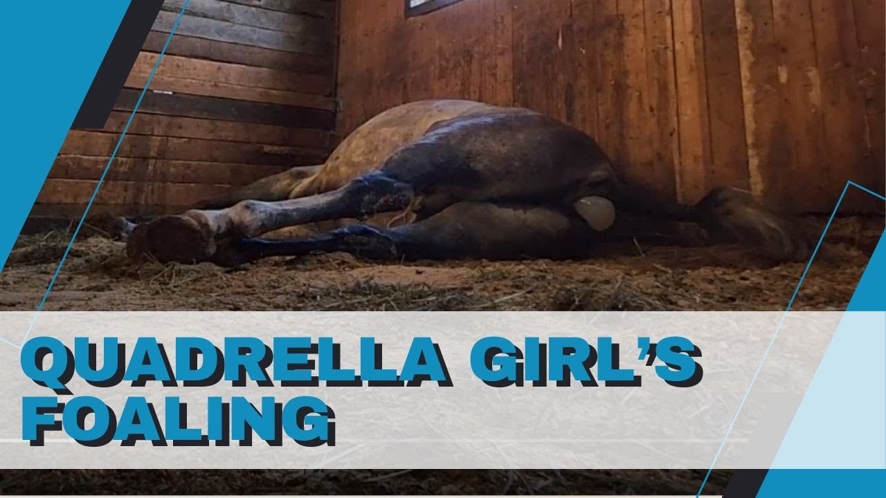 Foaling Process Explained : Follow our mare Quadrella Girl through the ...