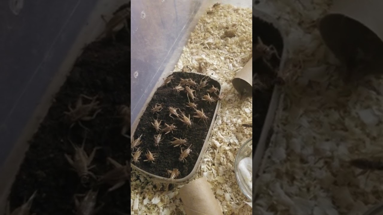 Raising crickets for fish food and fishing - YouTube