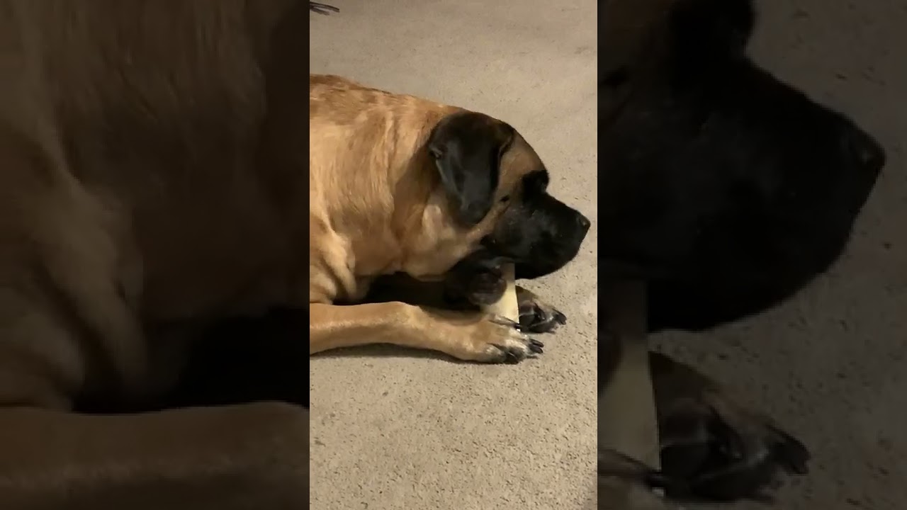 Mastiff bite force - YouTube